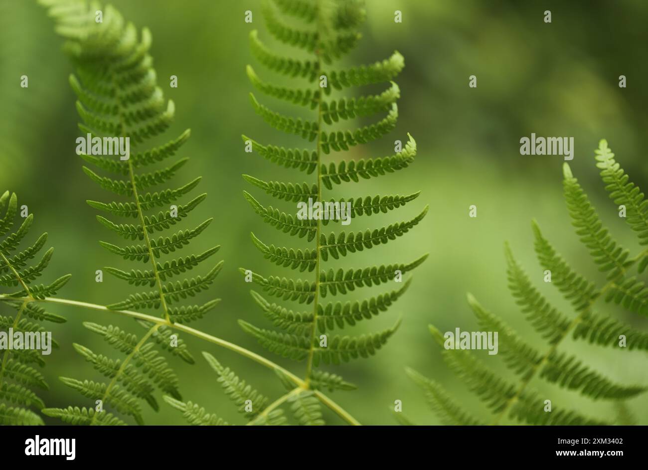 Braken fern leaf in the forest (Pteridium aquilinum Stock Photo - Alamy