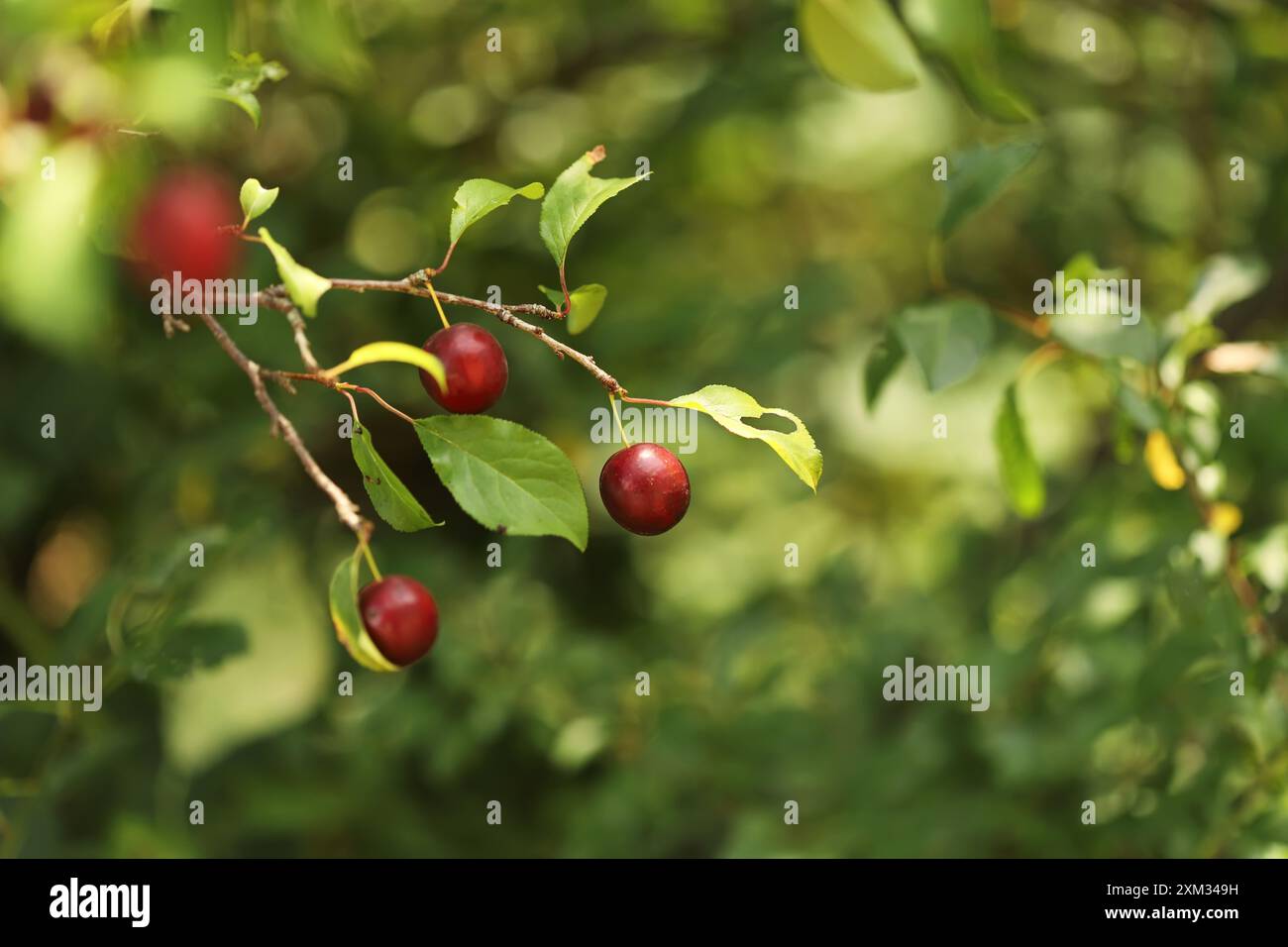 Cherry plum tree (Prunus cerasifera Stock Photo - Alamy