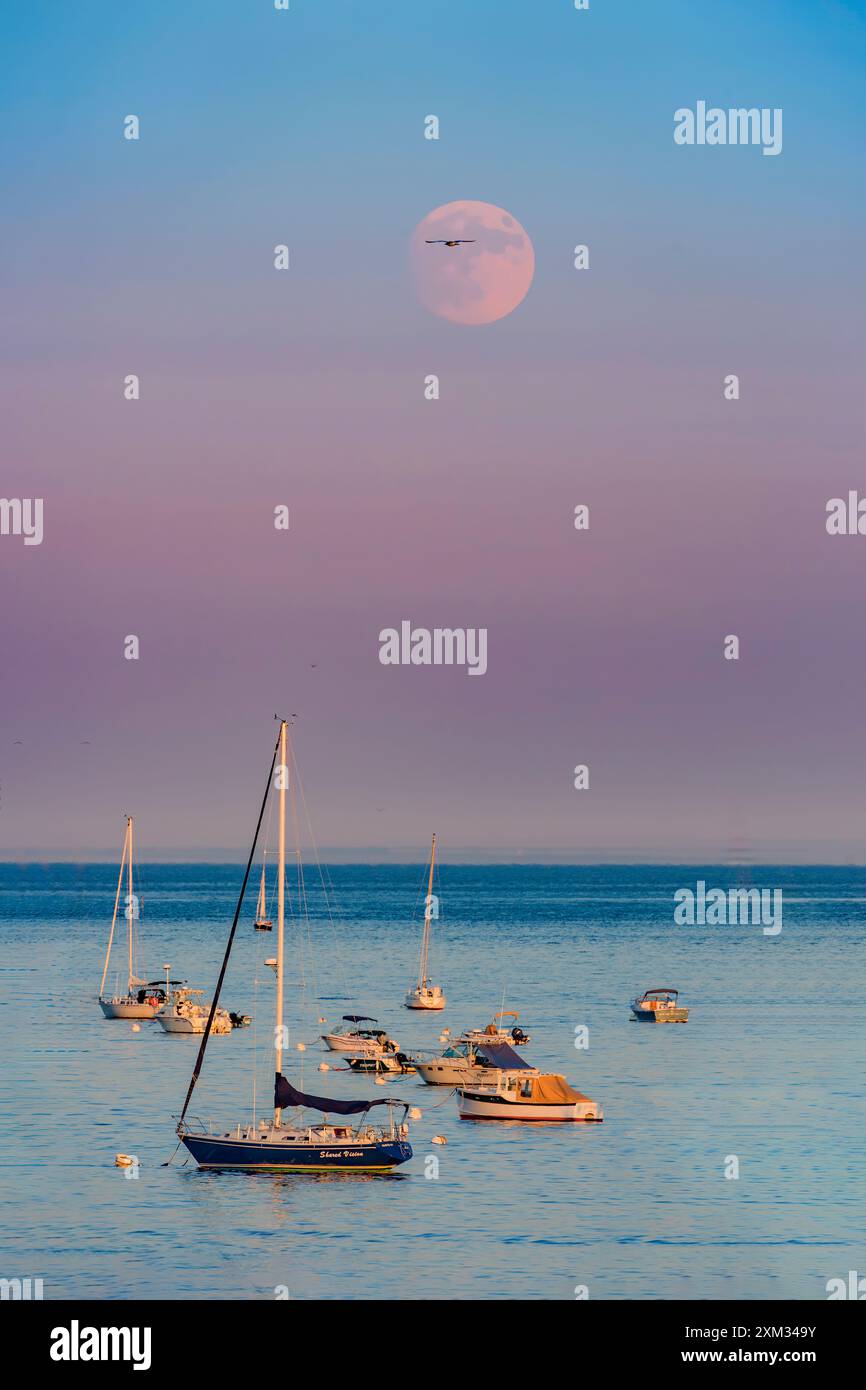 Buck Moon Rising Over the Channel with Seagull in Silhouette Stock ...