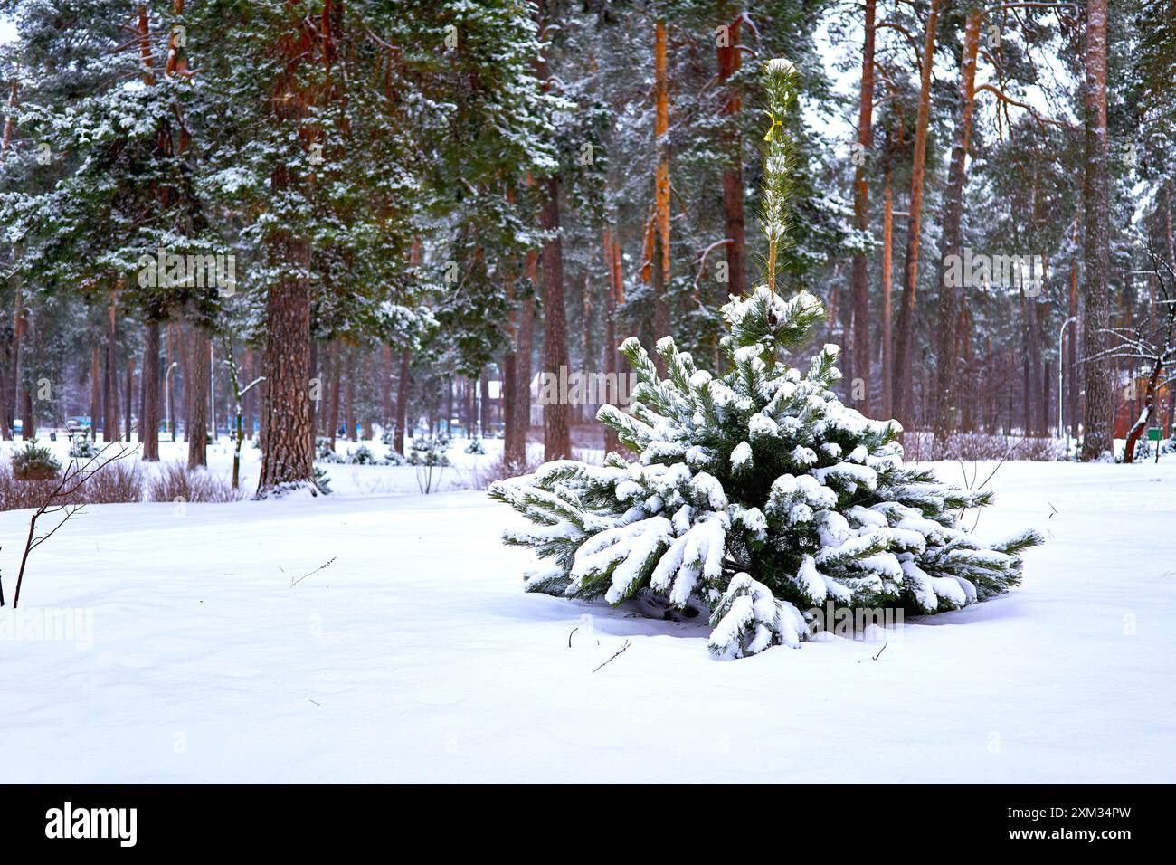 Conical shape pot hi-res stock photography and images - Alamy