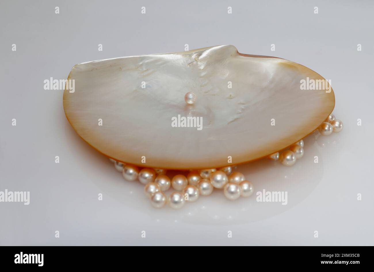 Muschel und muschel hi-res stock photography and images - Alamy