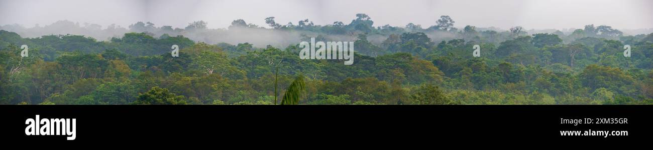 Fog over the rain forest during sunset near the Amazon River, Amazonia ...