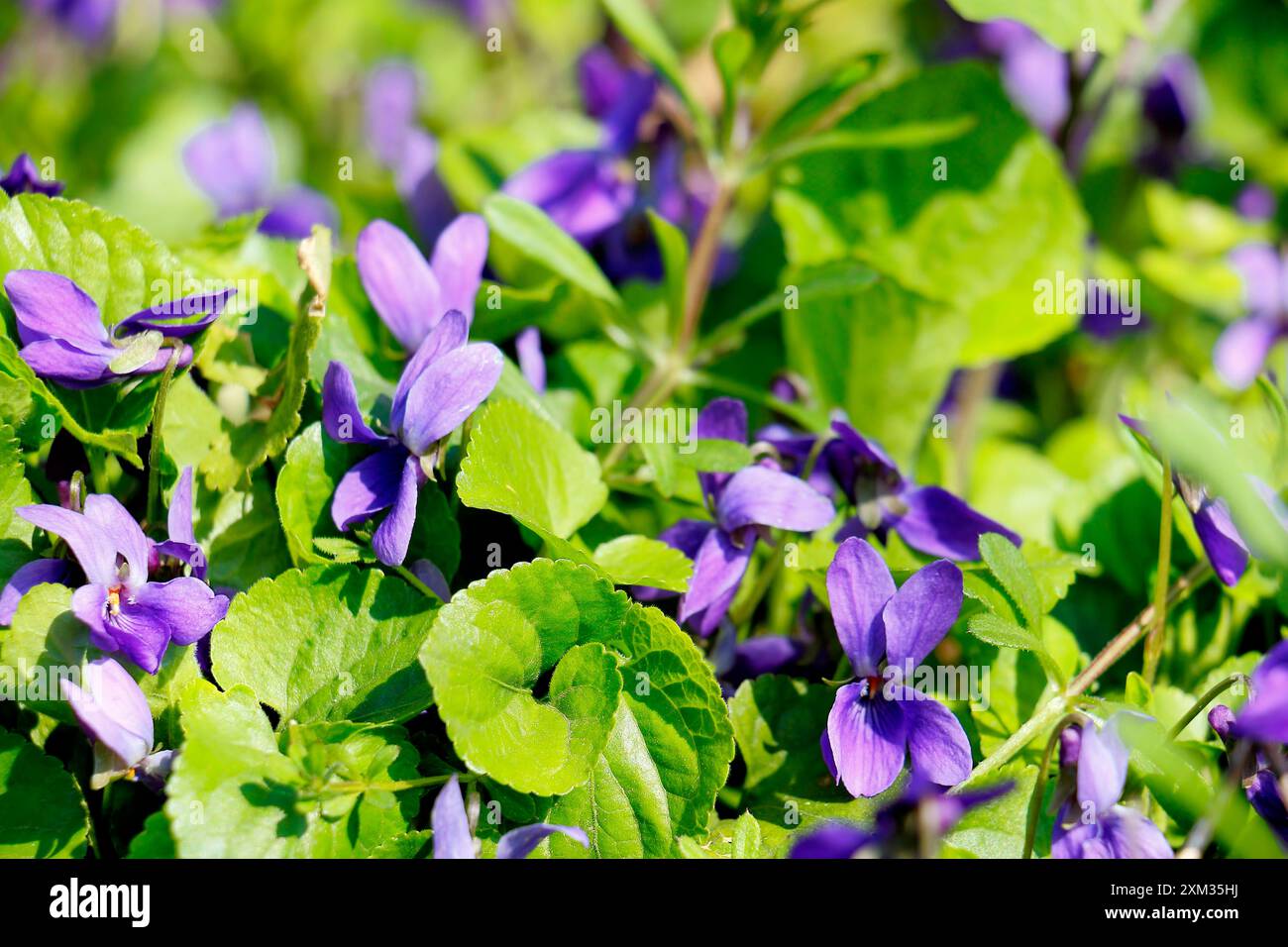 Bergwiesenflora hi-res stock photography and images - Alamy