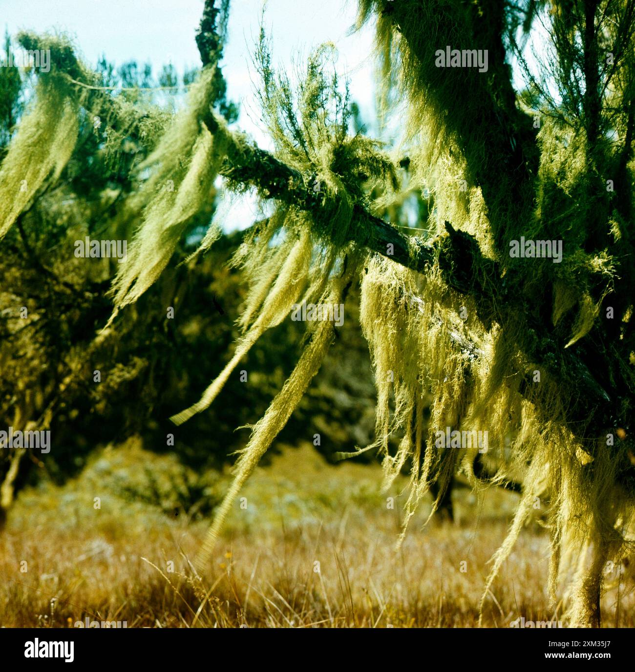 Flechtenbaerte der Gattung Usnea barbata, Riesenheide und ...