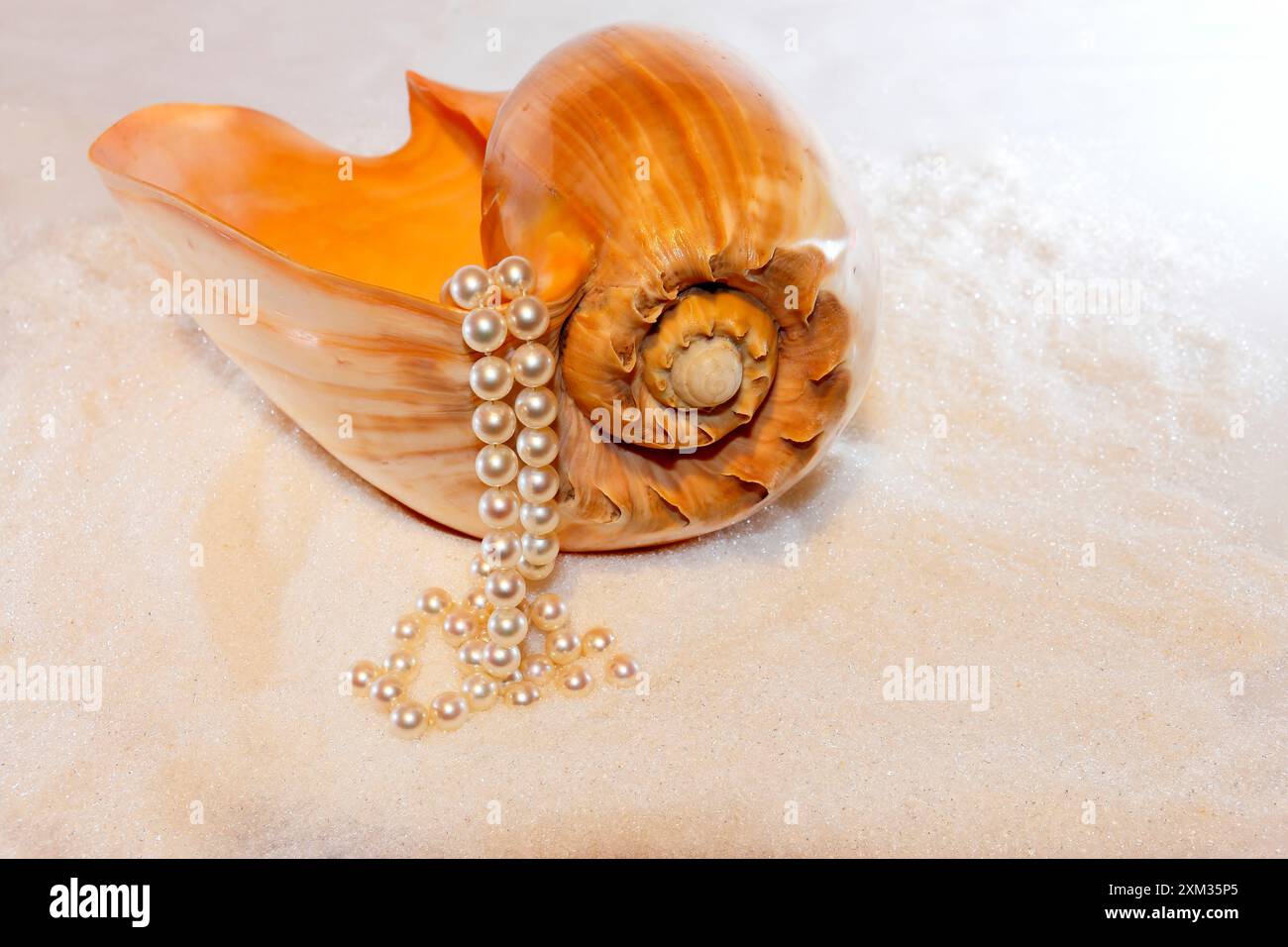Schnecke und muschel hi-res stock photography and images - Alamy