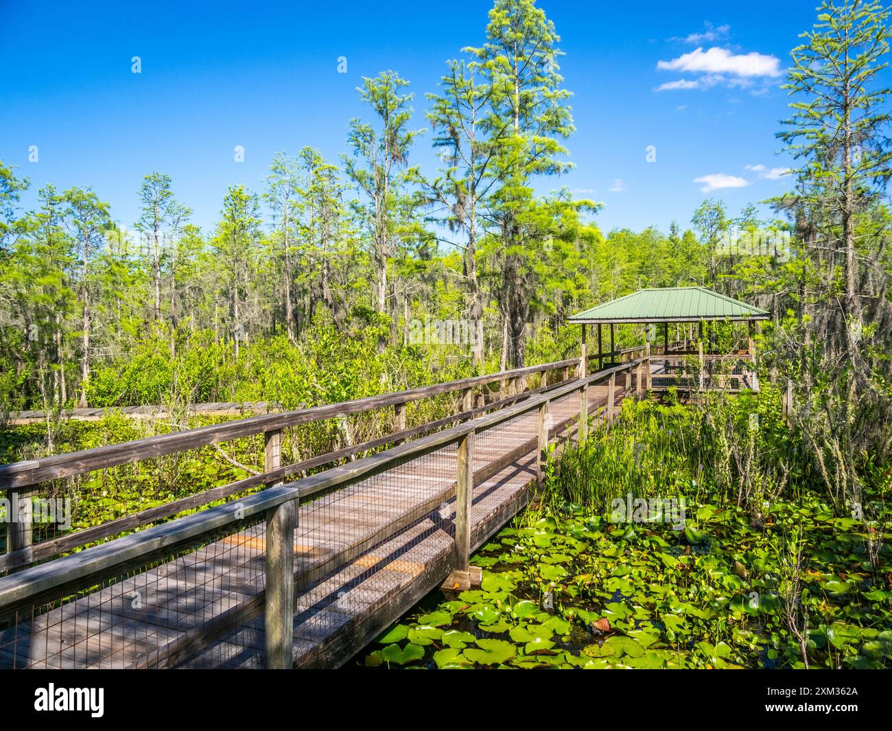 Grand Bay Boardwalk in the Grand Bay Wildlife Management Area in ...