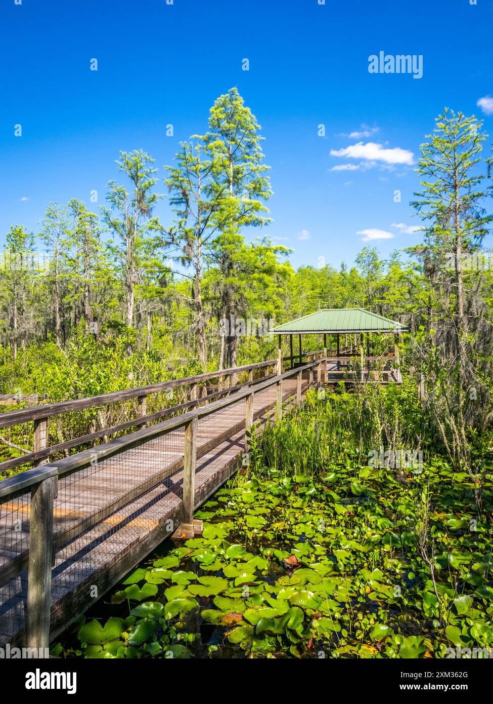 Grand Bay Boardwalk in the Grand Bay Wildlife Management Area in ...