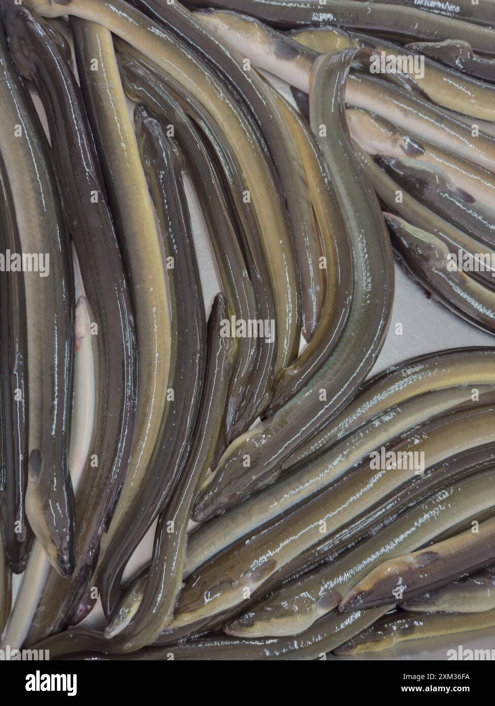 Swamp eels market hi-res stock photography and images - Alamy