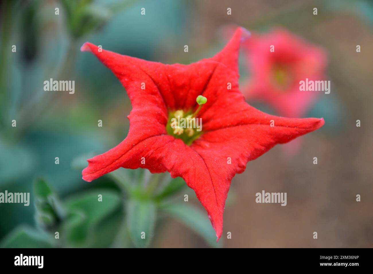 Single Red Star Shaped Petunia 'Exserta' Flower grown in the Alpine ...