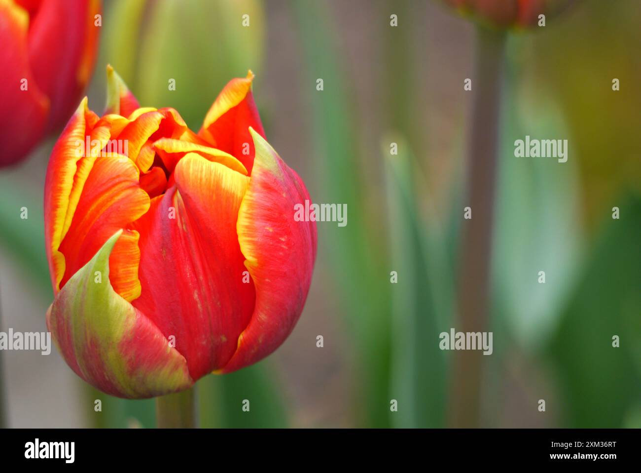 Fiery Red/Yellow Tulipa 'Crossfire' Double-Petalled Tulip grown in the ...