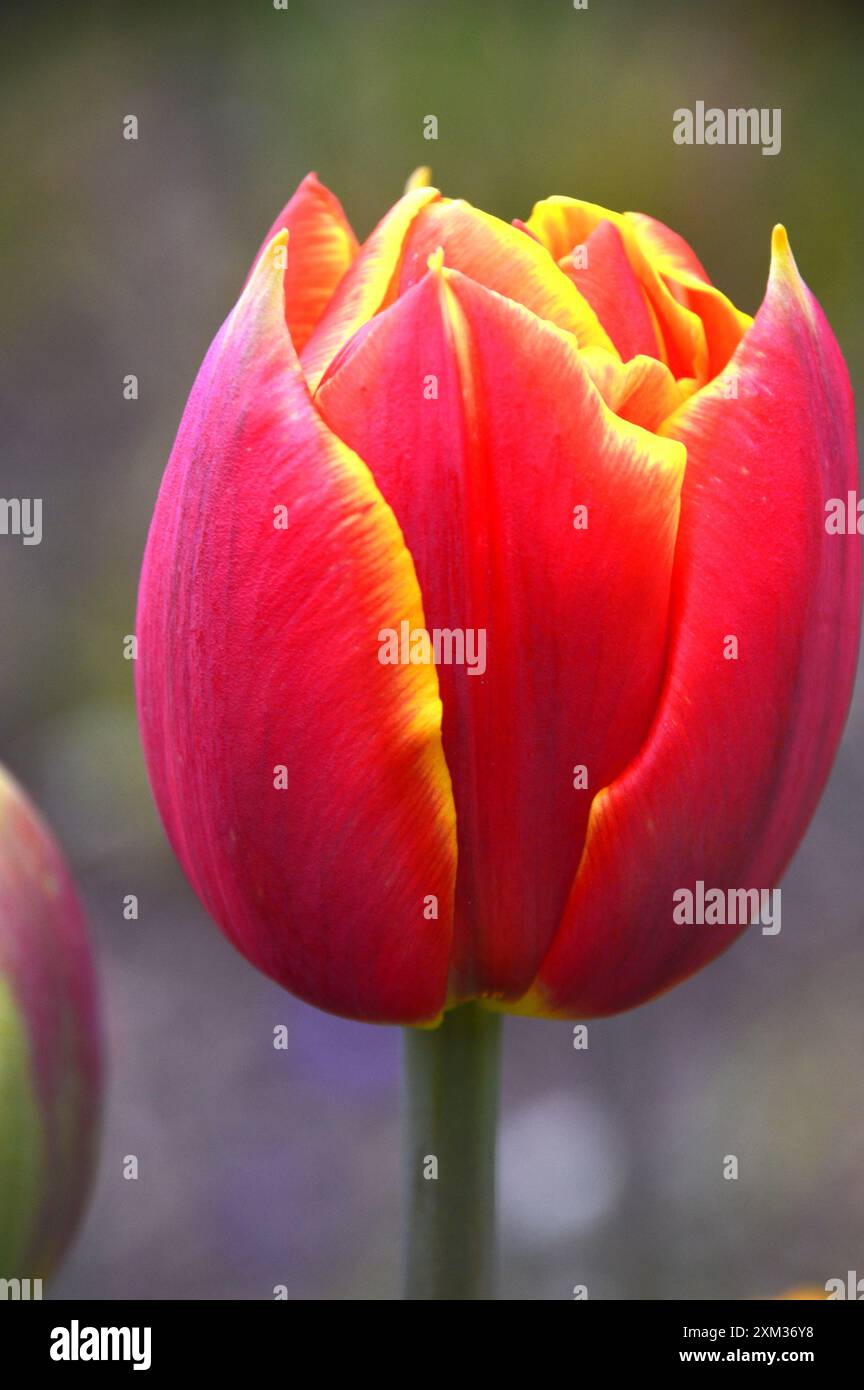 Tulipa crossfire hi-res stock photography and images - Alamy