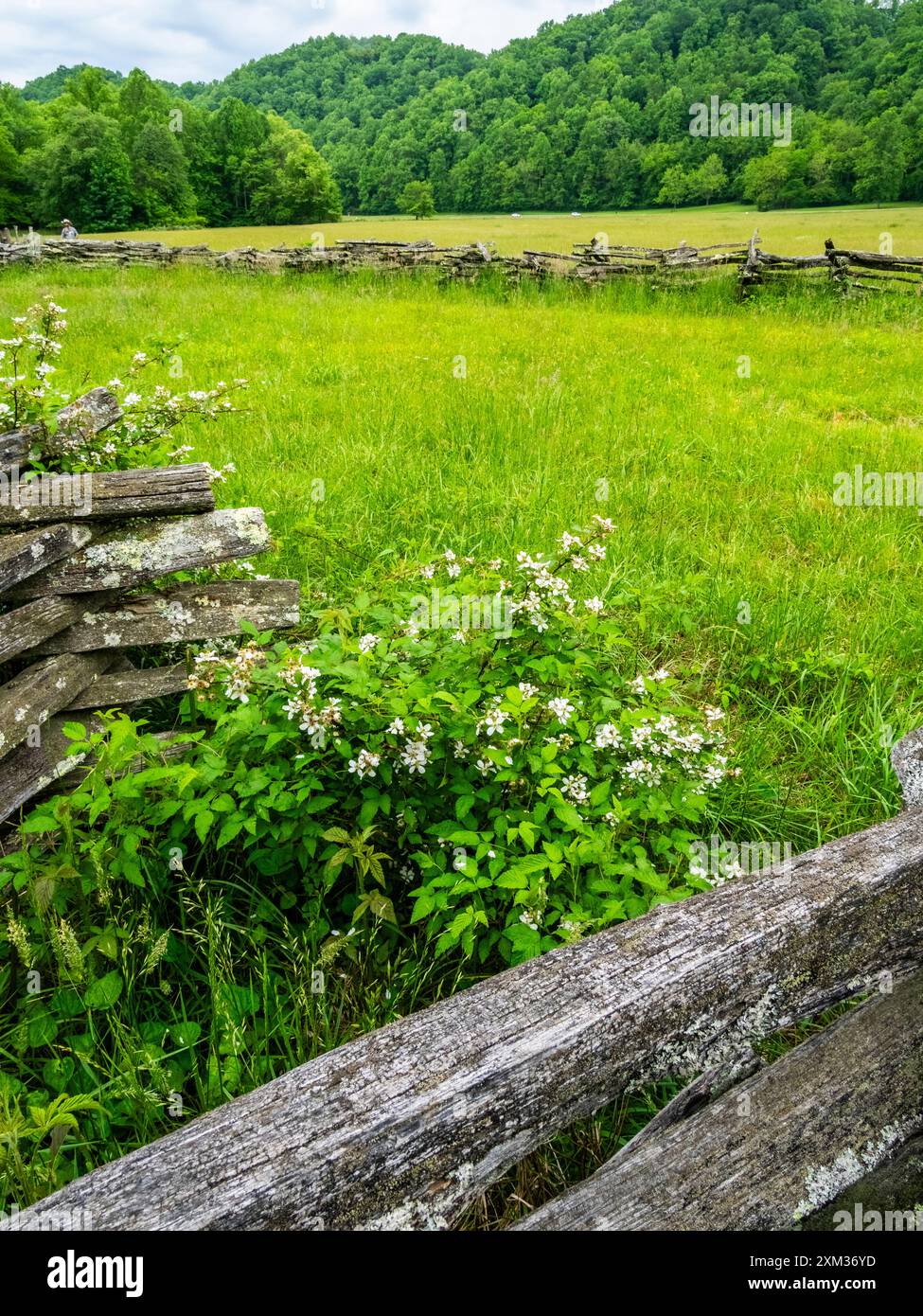 Wooden fence and open field at the Mountain Farm Museum at the ...