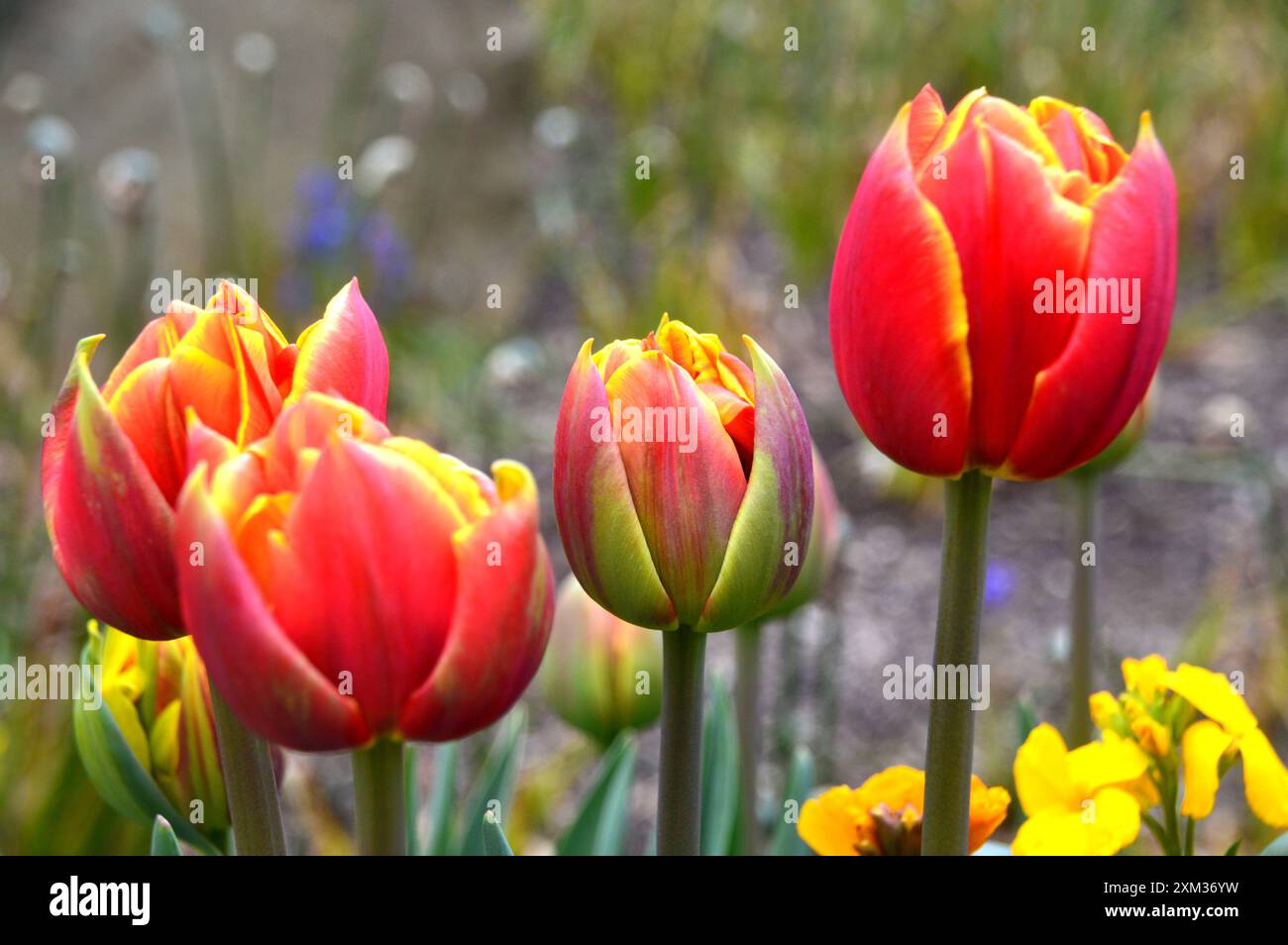 Tulipa crossfire hi-res stock photography and images - Alamy
