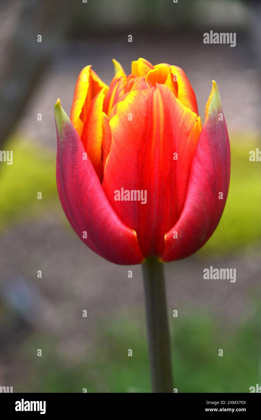 Fiery Red/Yellow Tulipa 'Crossfire' Double-Petalled Tulip grown in the ...