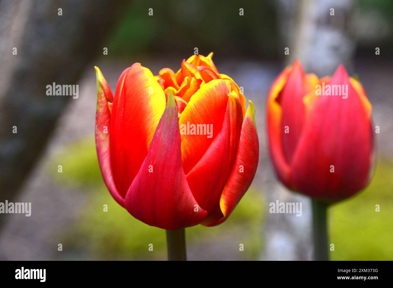 Tulipa crossfire hi-res stock photography and images - Alamy