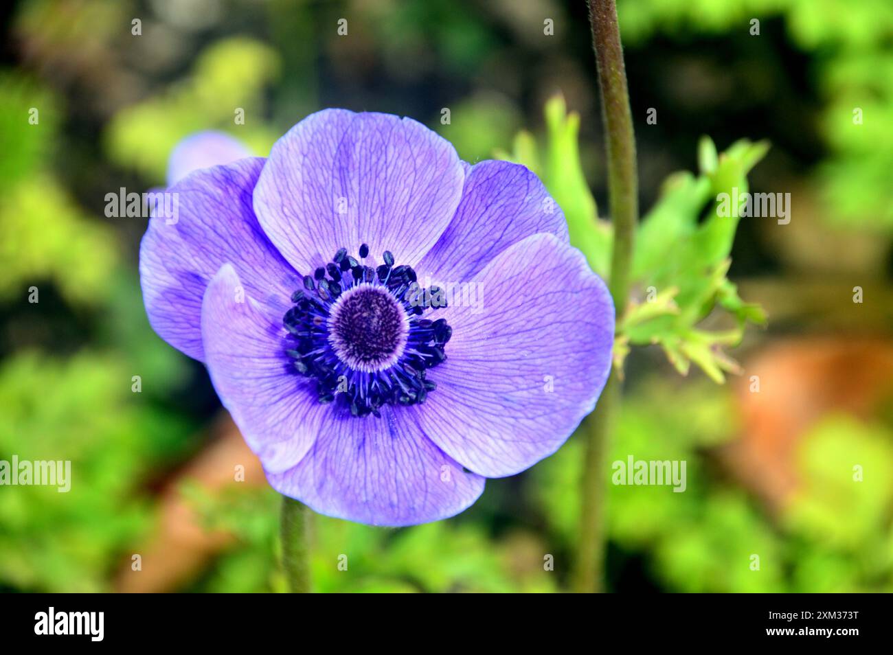 Lilac/Mauve/Purple Anemone Coronaria 'Windflower' grown in the Borders ...