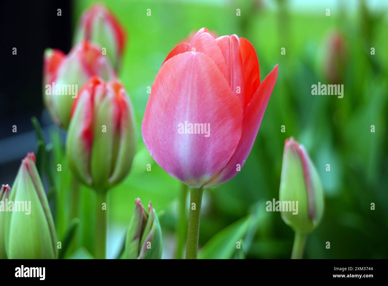 Tulipa crossfire hi-res stock photography and images - Alamy