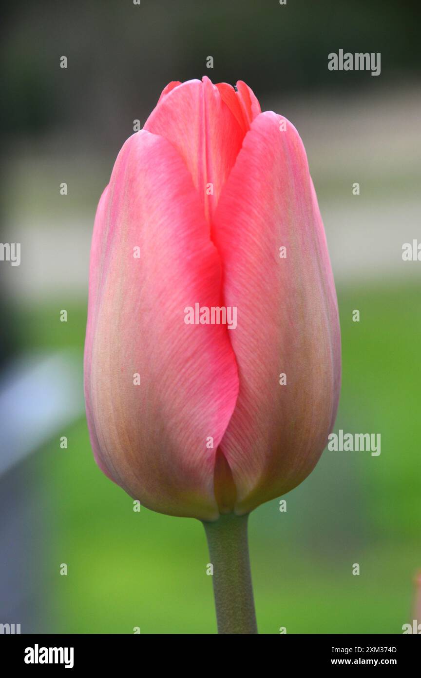 Single Pink Tulipa 'Van Eijk a Darwin Hybrid Tulip Flower grown in the ...