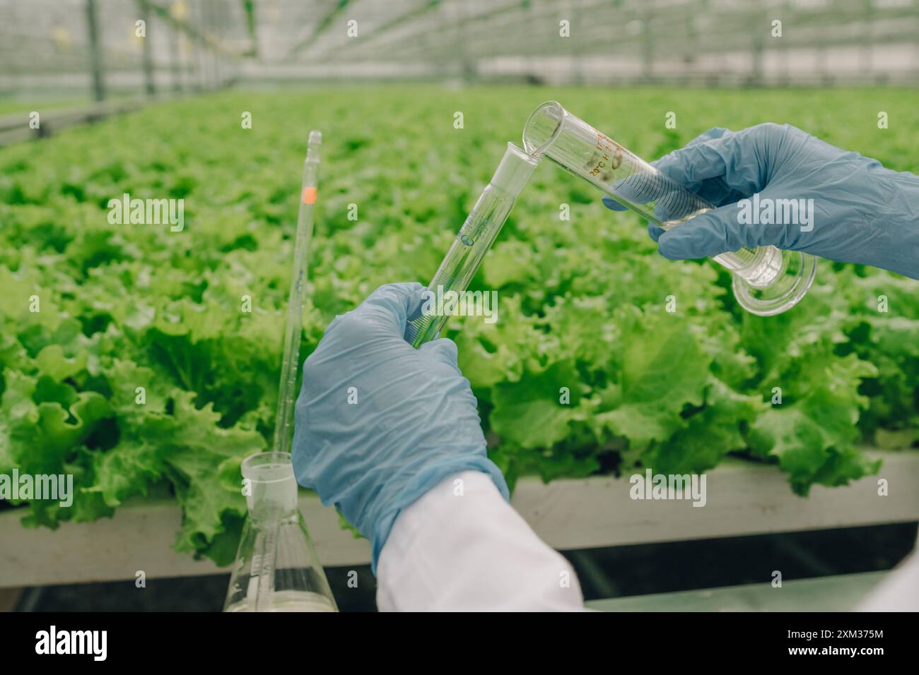 Biologist researcher examining organic leaf hi-res stock photography ...