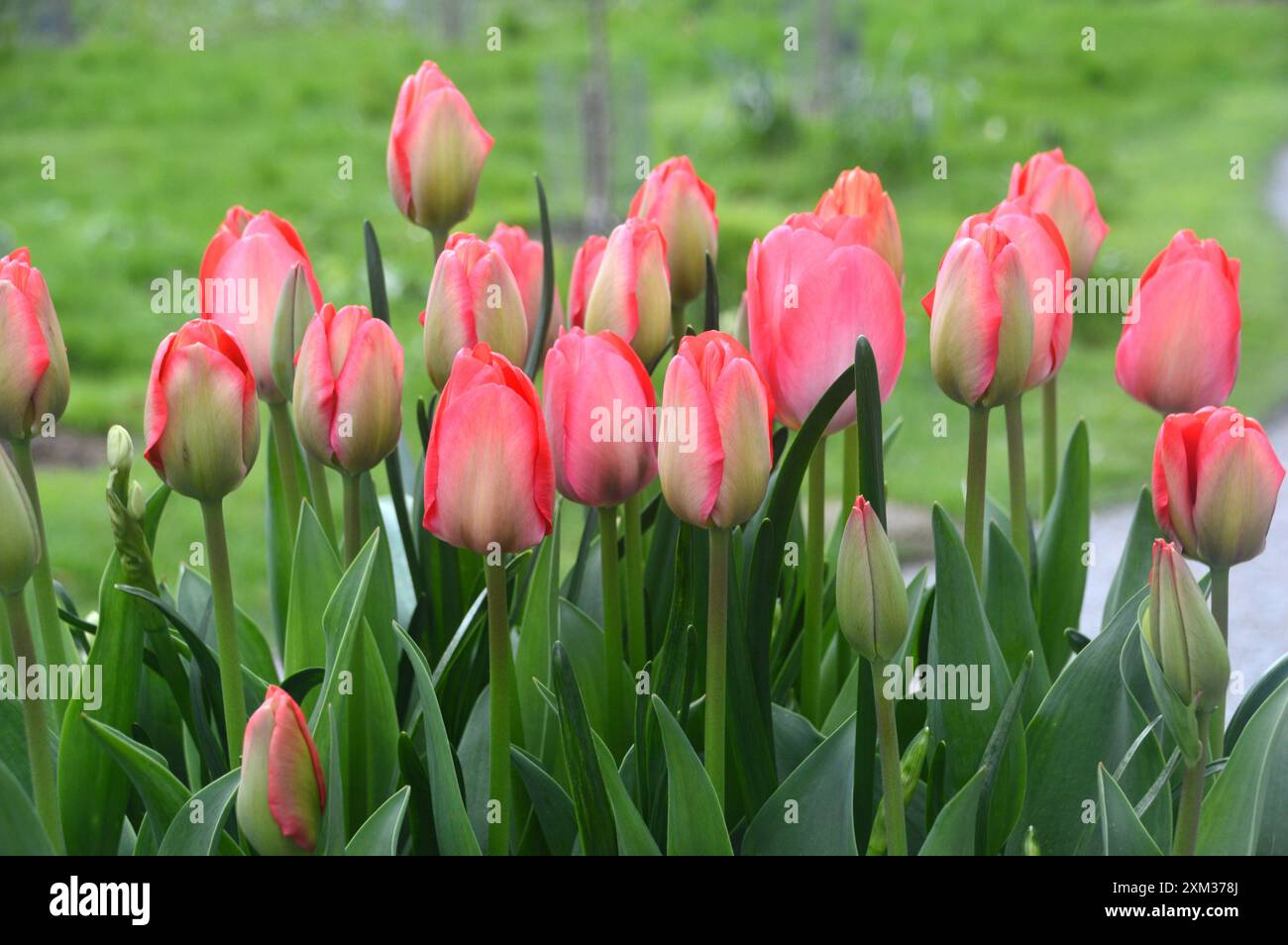 Bunch of Pink Tulipa 'Van Eijk a Darwin Hybrid Tulips Flower grown in ...