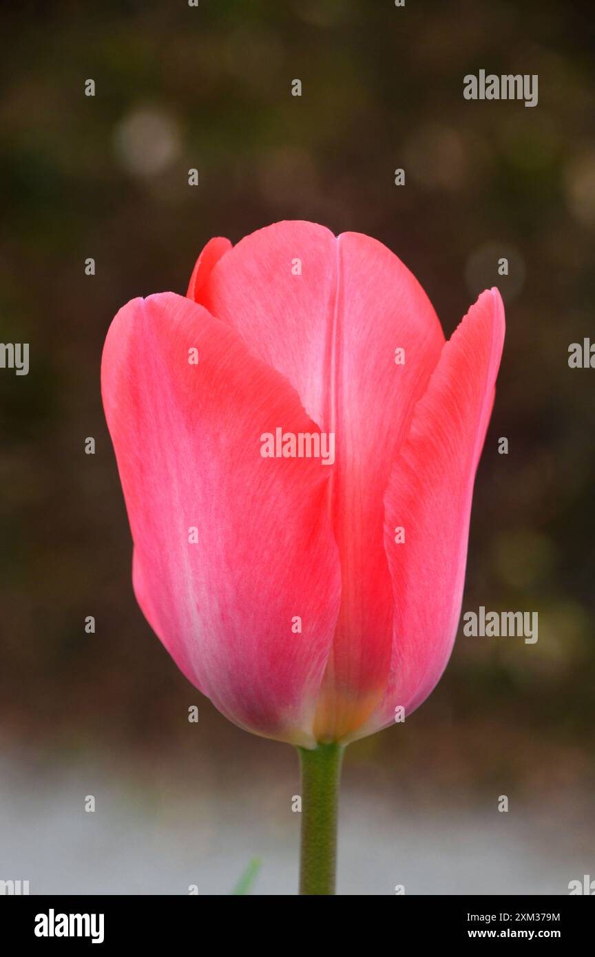 Single Pink Tulipa 'Van Eijk a Darwin Hybrid Tulip Flower grown in the ...