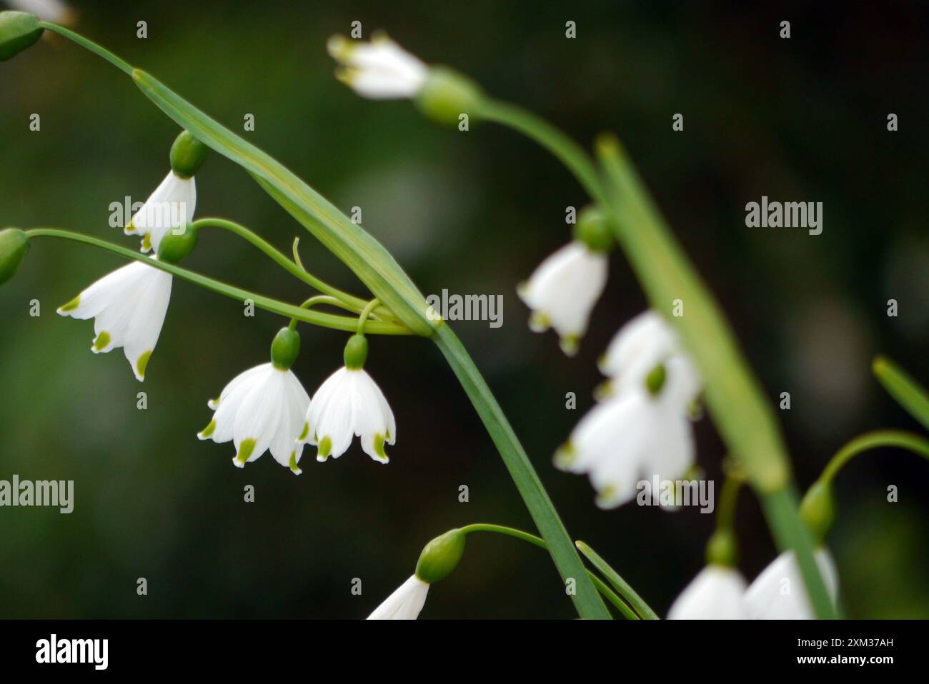 Leucojum Vernum 'Spring Snowflake' Flower grown in the Borders at RHS ...
