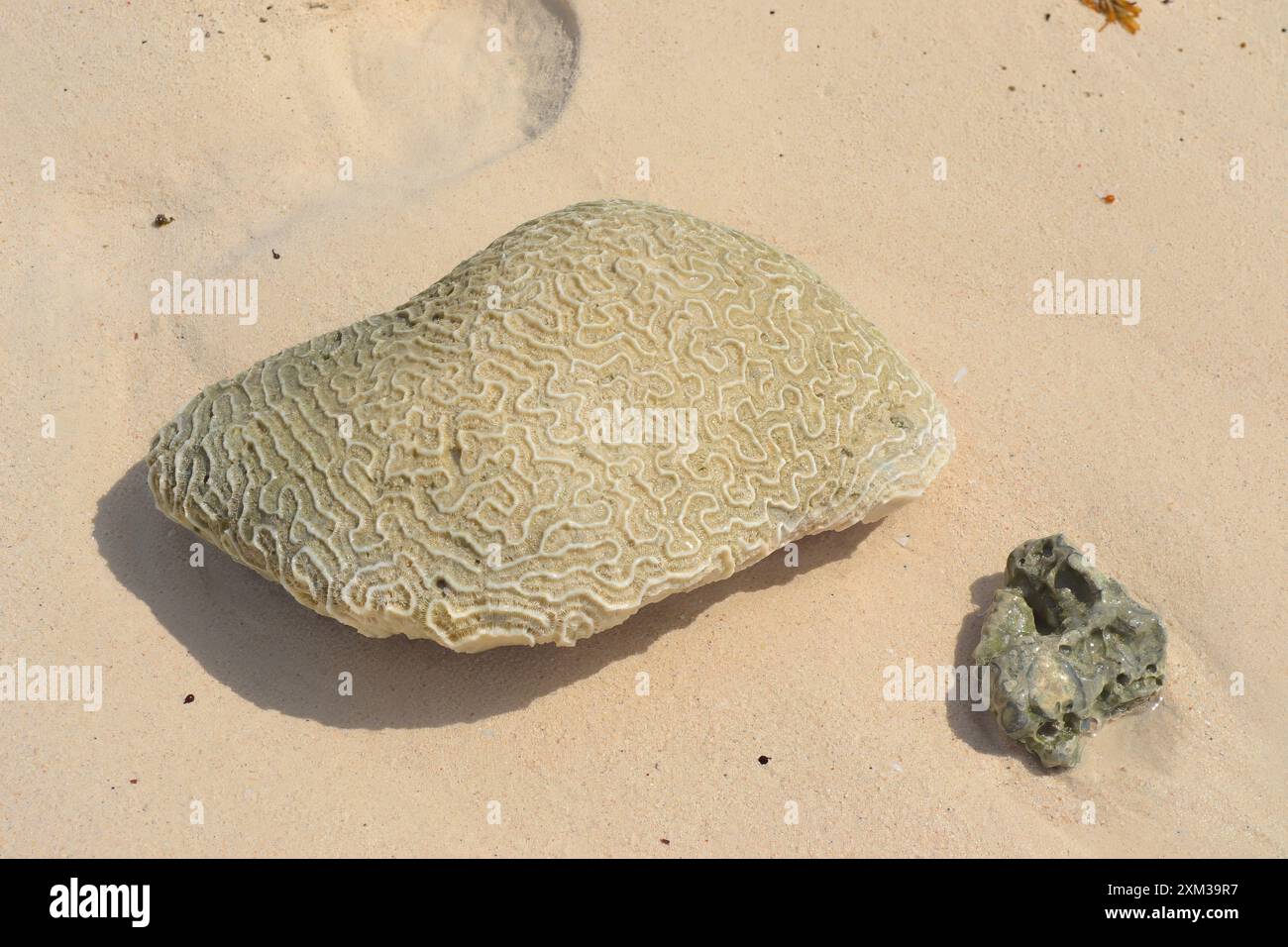 Washed up coral hi-res stock photography and images - Alamy