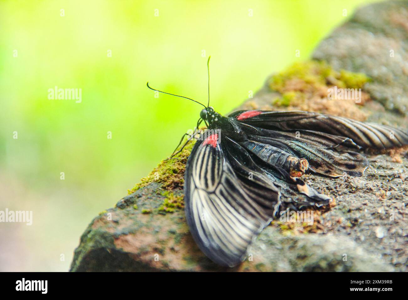 Papilio Memnon is a butterfly that has beautiful color patterns and ...