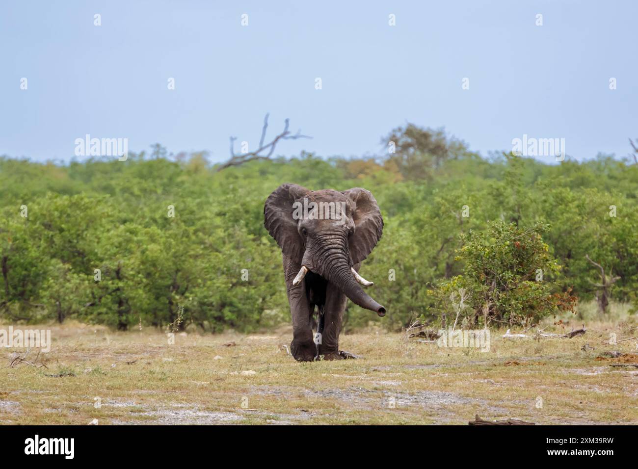 Angry African bush elephant walking front view in Kruger National park ...