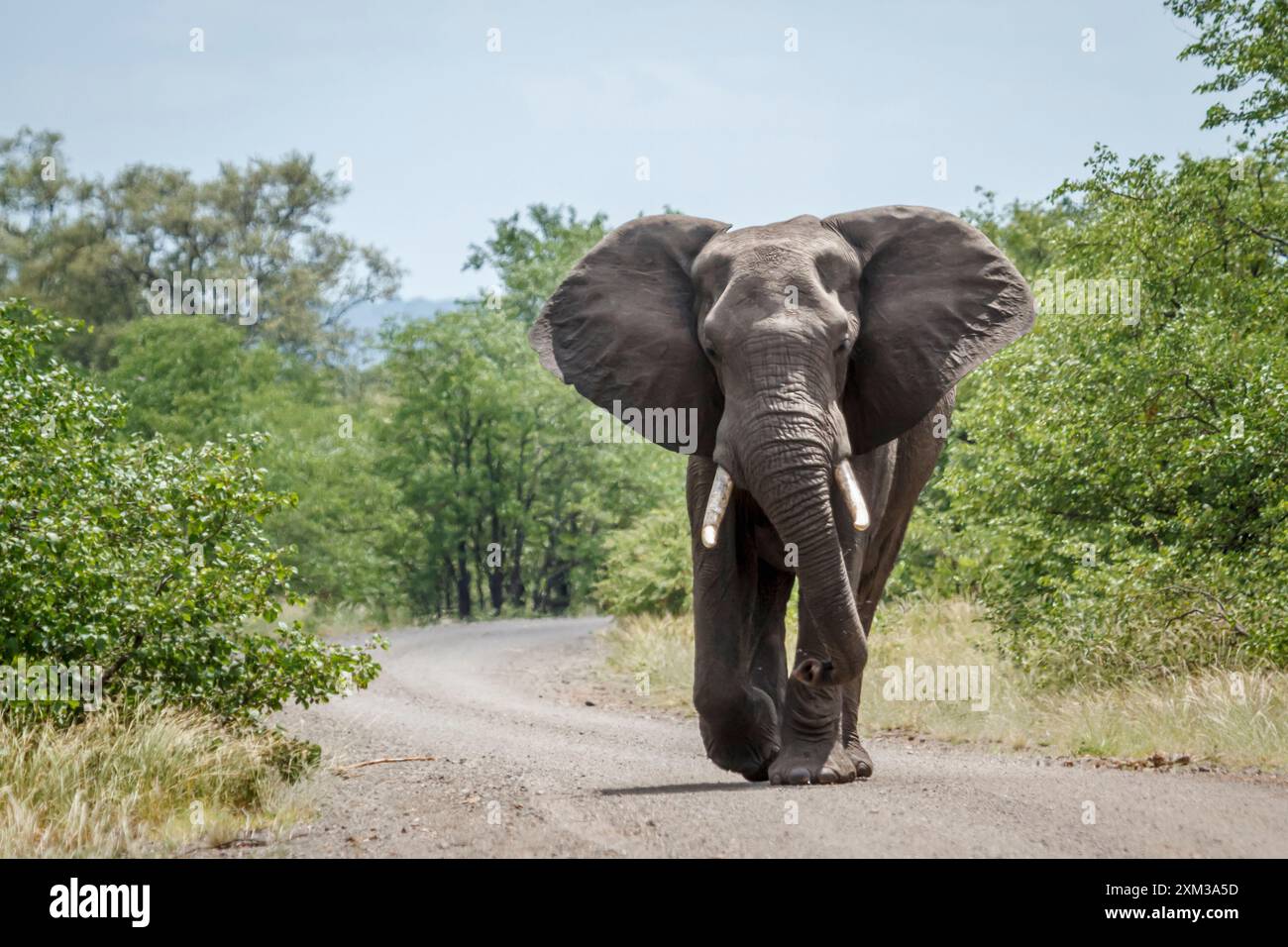 Angry African bush elephant walking front view on gravel road in Kruger ...