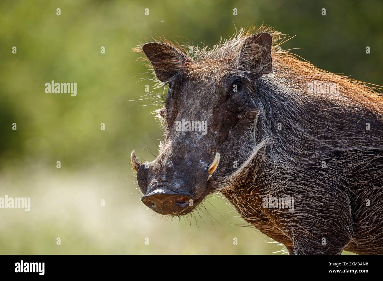 Common warthog portrait side view isolated in natural background in ...