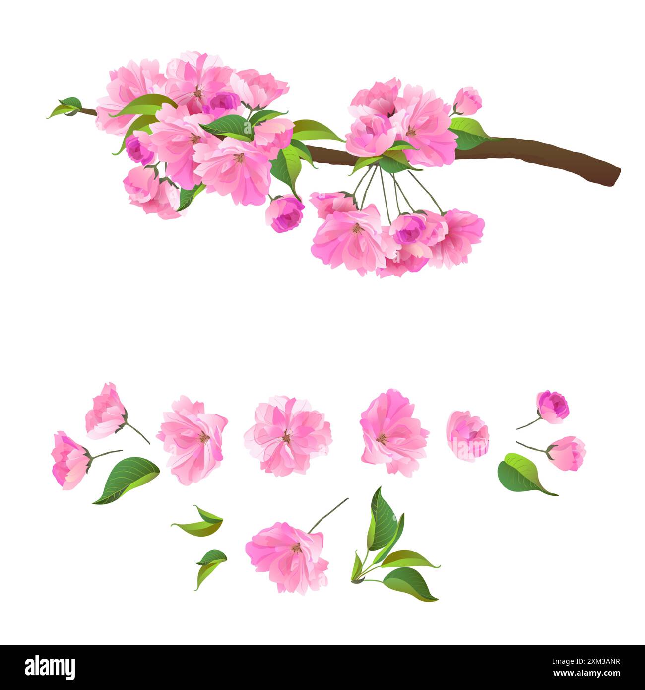 Vector graphics of Sakura on a white background. Realistic illustration ...