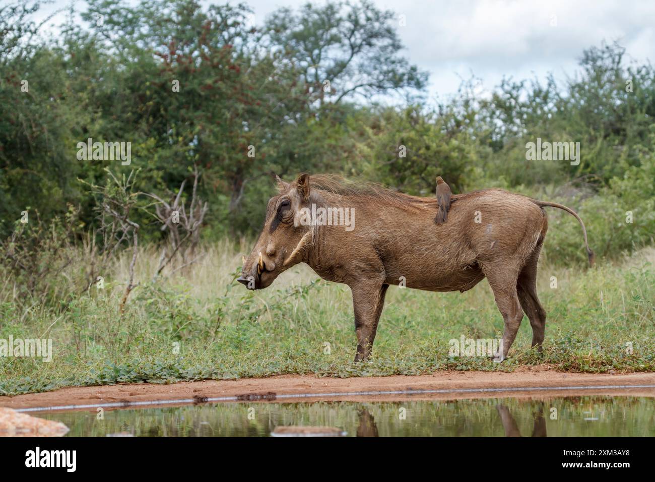 Common warthog standing side view at waterhole in Kruger National park ...