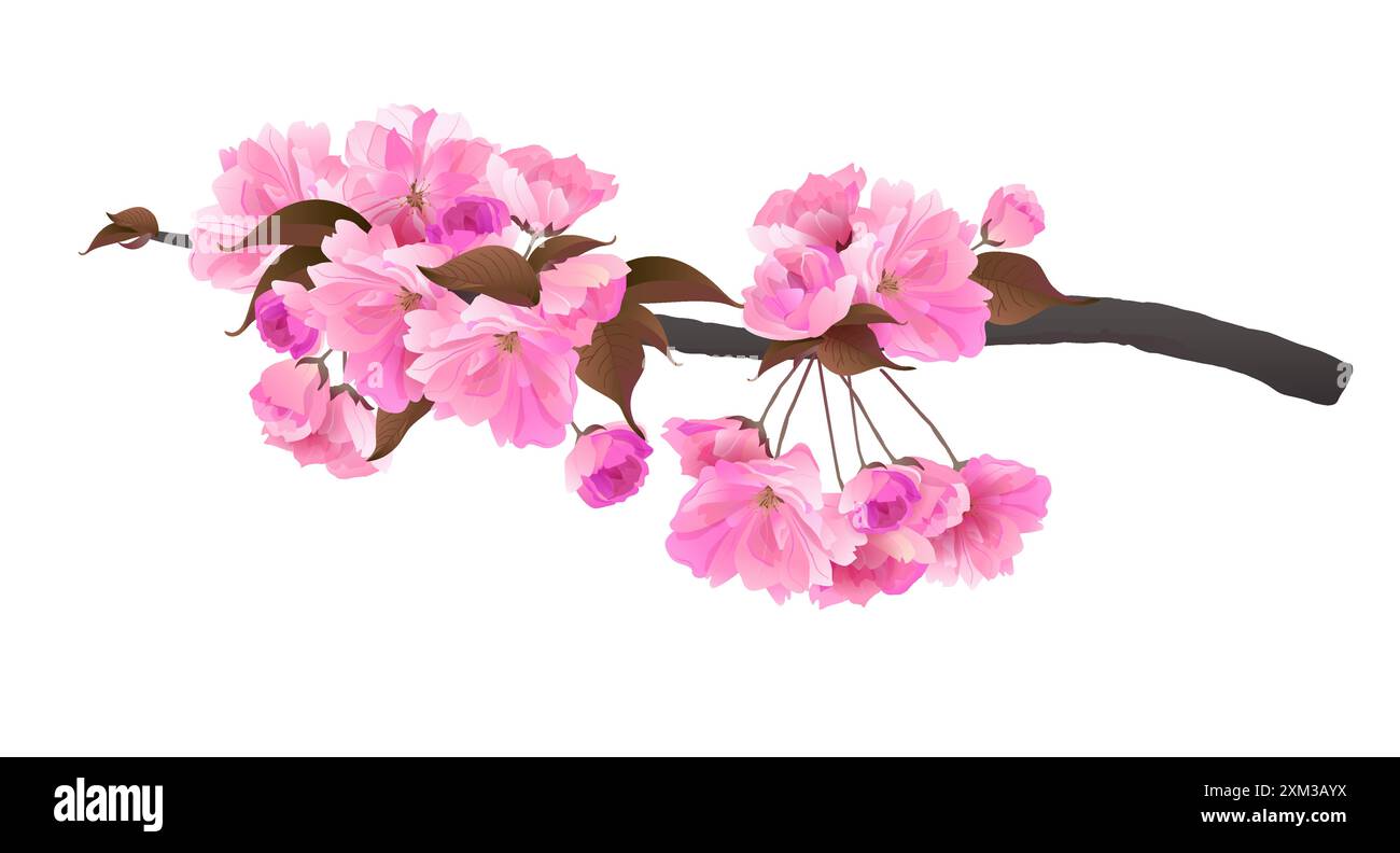 Sakura branch isolated on a white background. Realistic graphics of ...