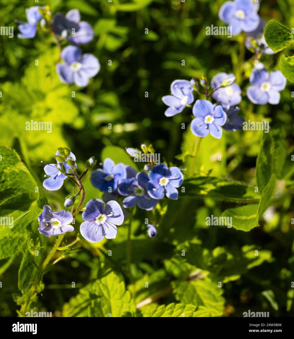 A common prostrate perennial, the Germander Speedwell is a common ...
