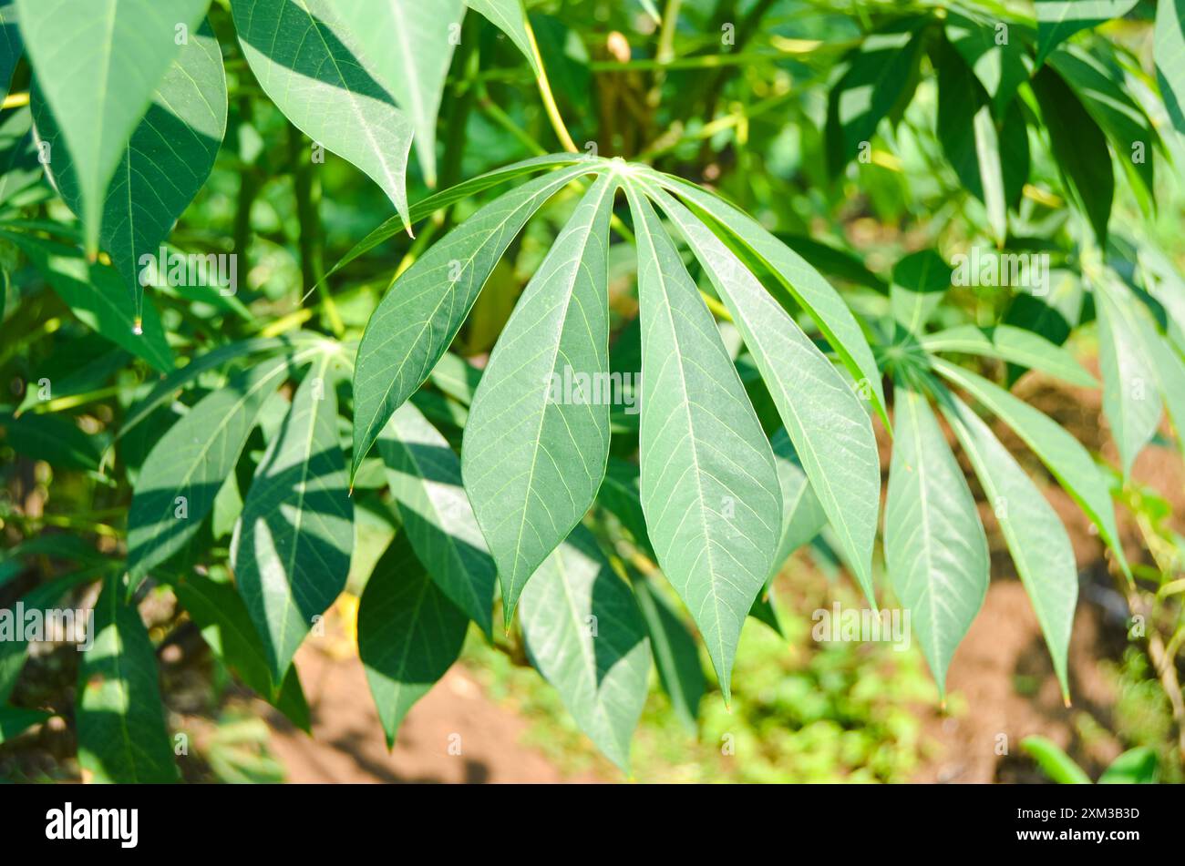 Cassava leaves are usually consumed by local people as vegetables Stock ...
