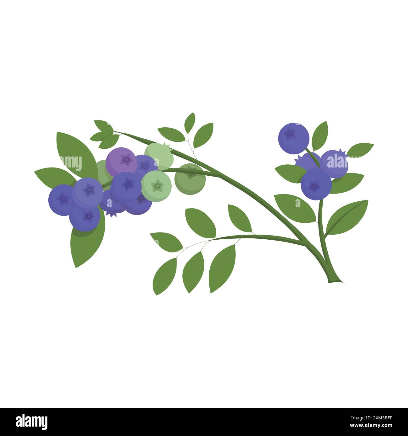 Fresh juicy blueberries on blue Stock Vector Images - Alamy