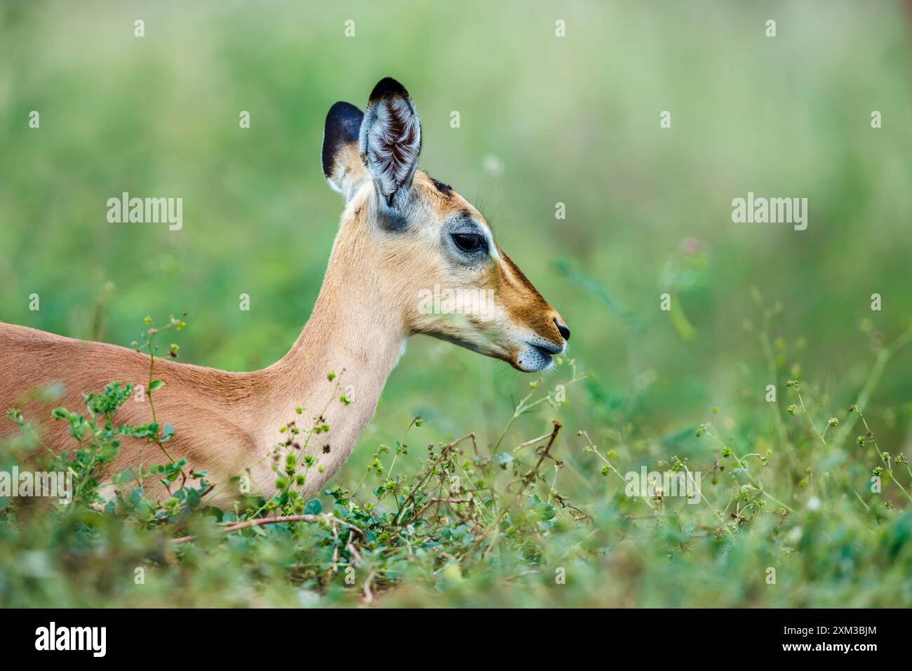 Young impala in kruger hi-res stock photography and images - Alamy