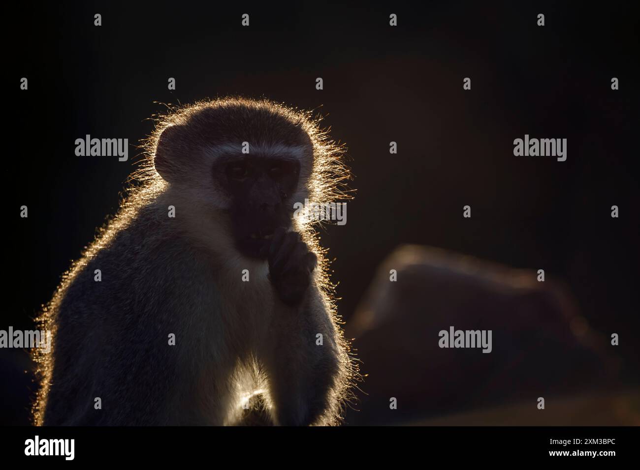 Vervet monkey portrait in backlit sucking his thumb in Kruger National ...