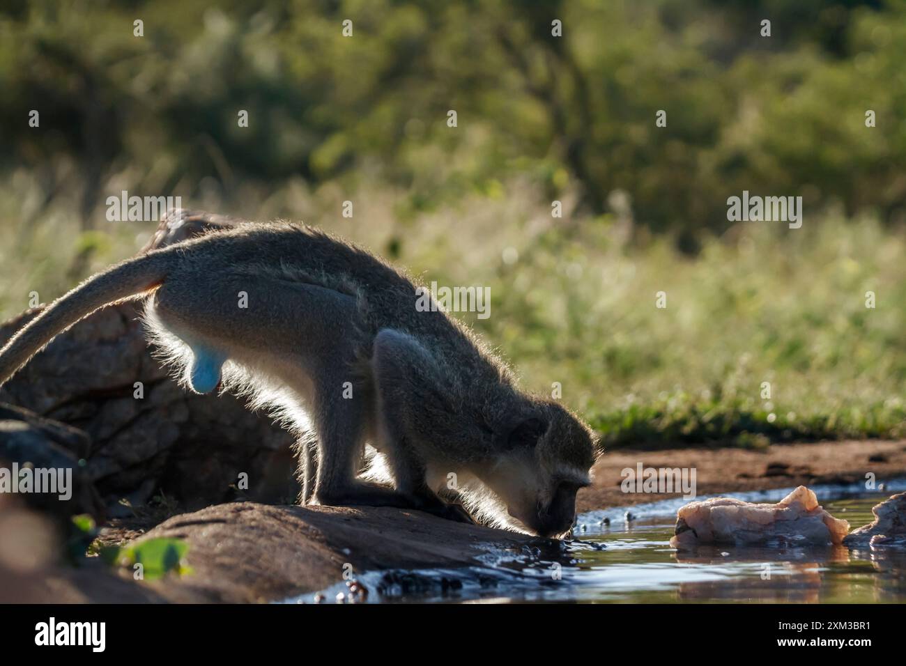 Vervet monkey blue bulls male drinking in waterhole in Kruger National park, South Africa ...