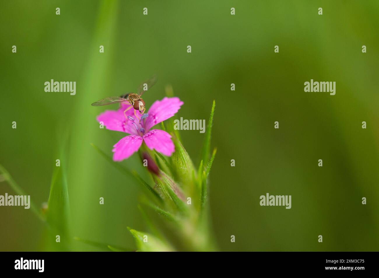 Insect landed on pink flower Stock Photo - Alamy