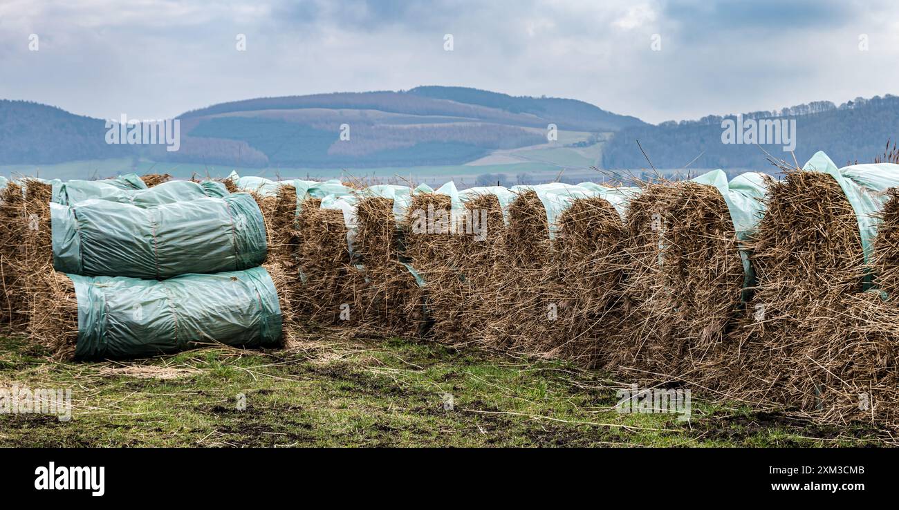 Cutting reedbeds hi-res stock photography and images - Alamy