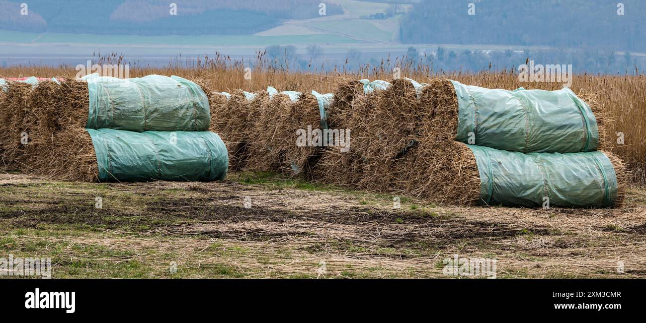 Sacks of reeds, reed cutting in Tay reed beds, Carse of Gowrie ...