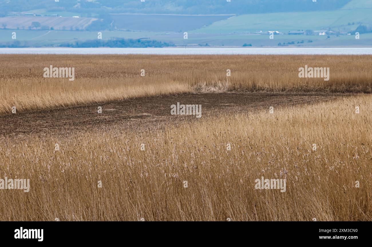 Section of cut reeds in reed beds by Firth of Tay, Carse of Gowrie ...