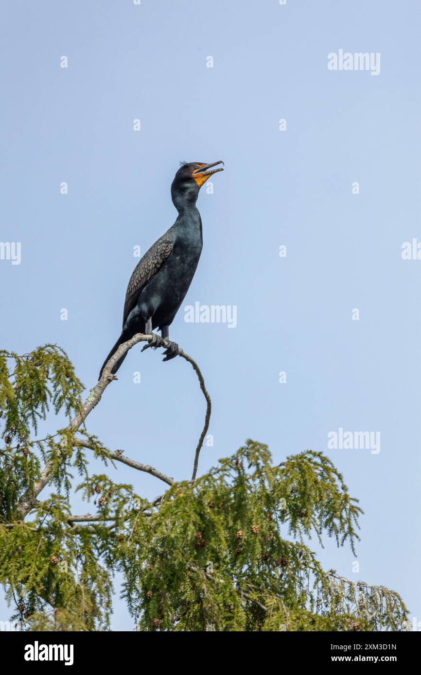 Cormorant tree hi-res stock photography and images - Alamy
