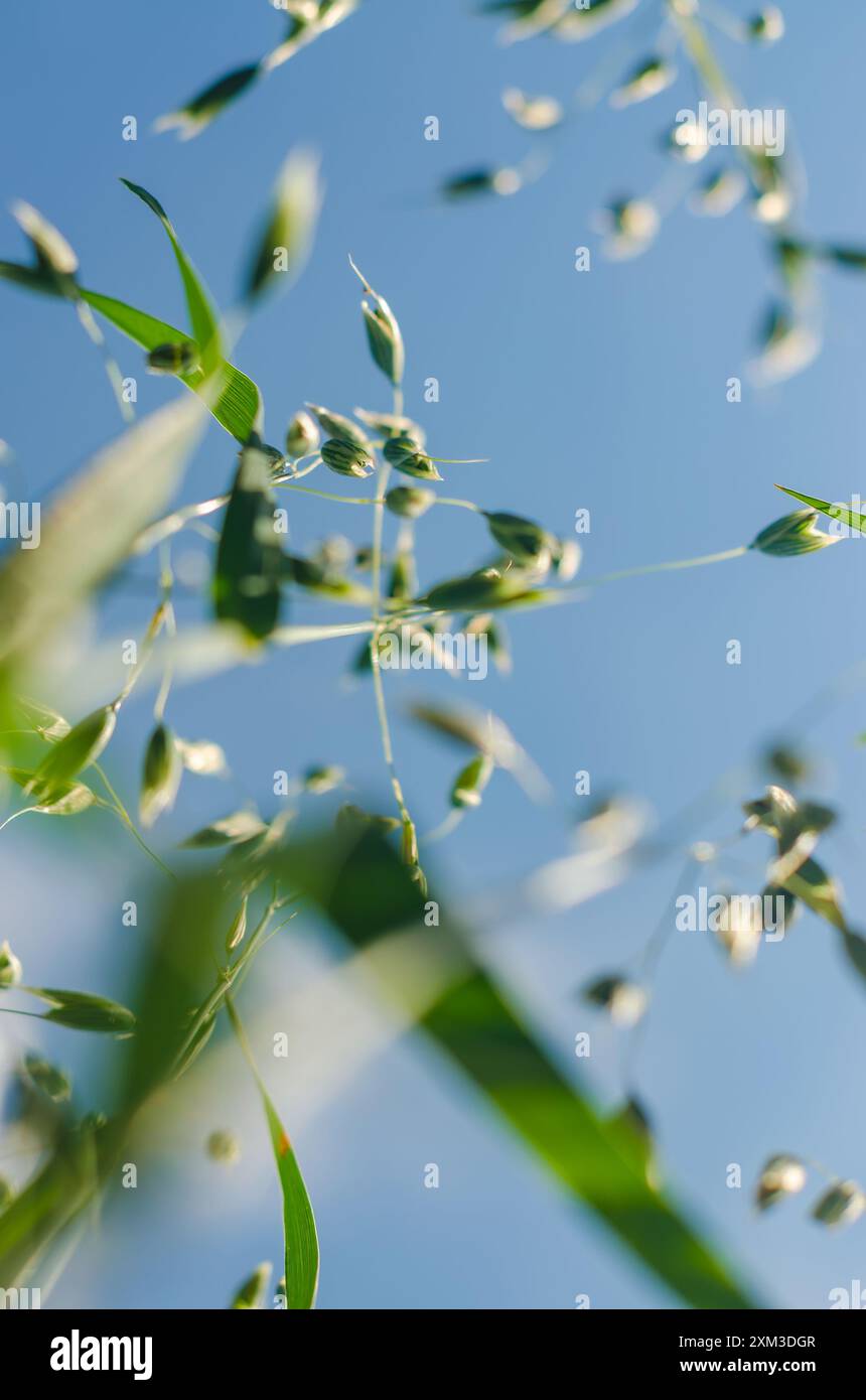 wild grass bottom view on the blue sky background . High quality photo ...