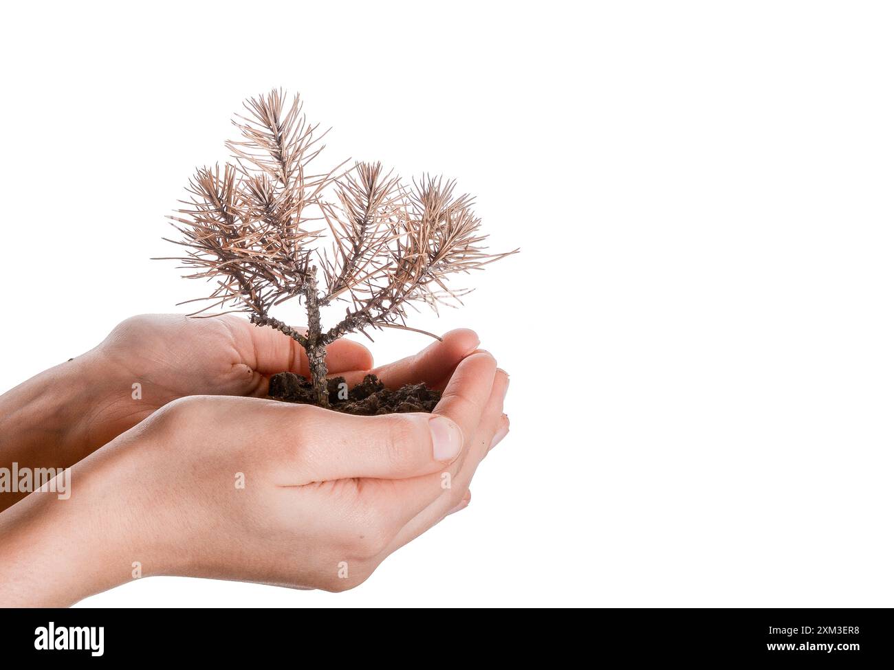 Hand holding a dead tree in hand in a handful soil on a white ...