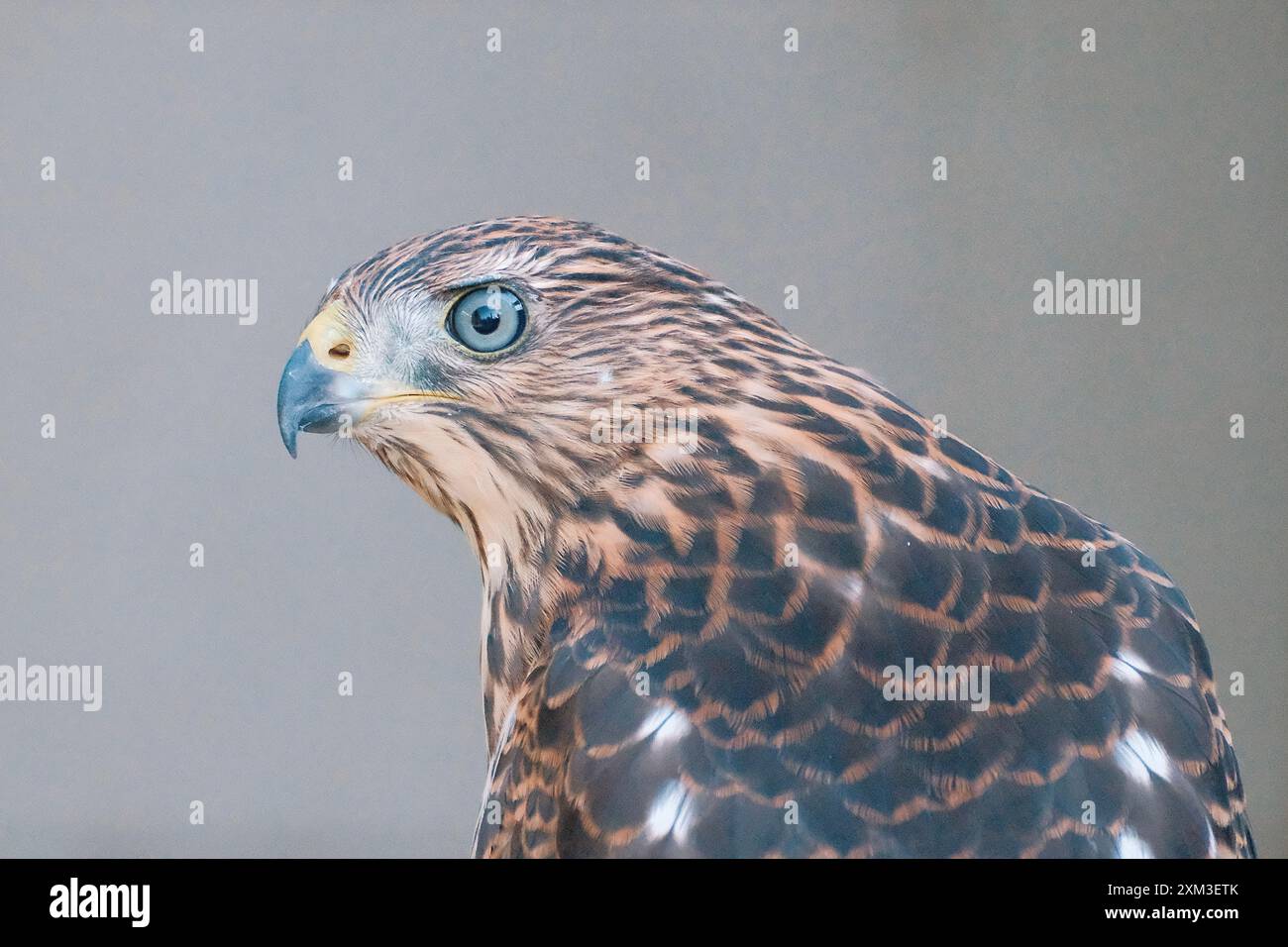Hawk profile hi-res stock photography and images - Alamy