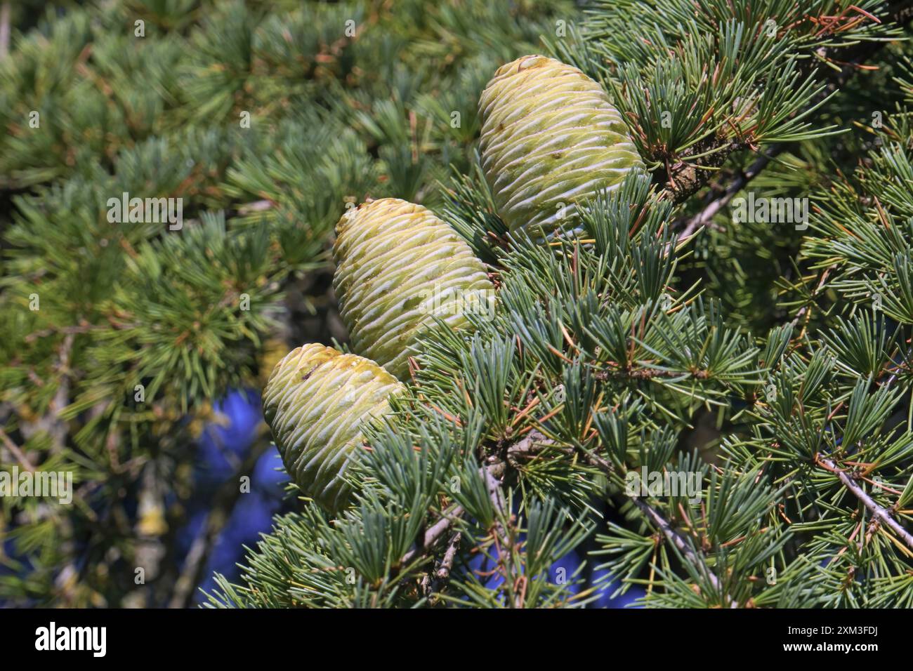 female cone and leaves of himalayan cedar, Cedrus deodara, Pinaceae ...