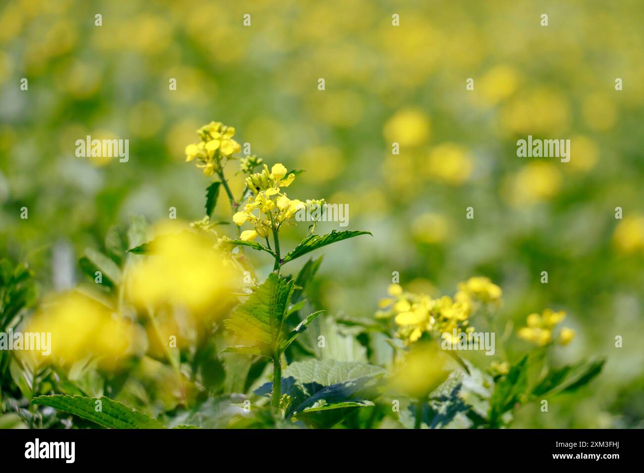 Rapspflanze hi-res stock photography and images - Alamy